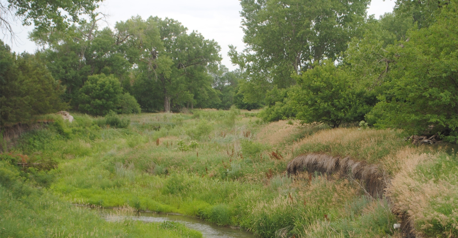 What is a riparian forest buffer?