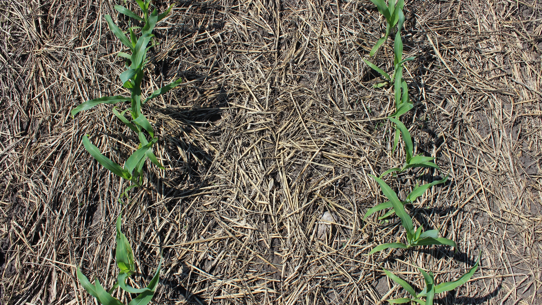How to manage cereal rye cover crops ahead of corn