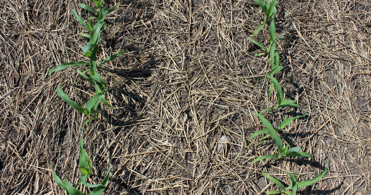 How to manage cereal rye cover crops ahead of corn