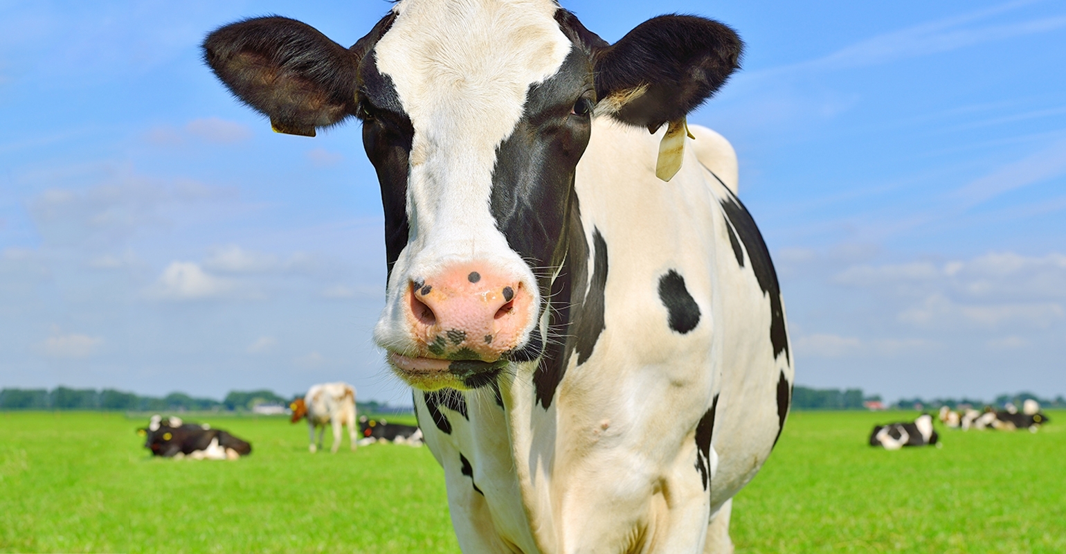 Groetsch Dairy receives MMPA’s Producer of the Year award