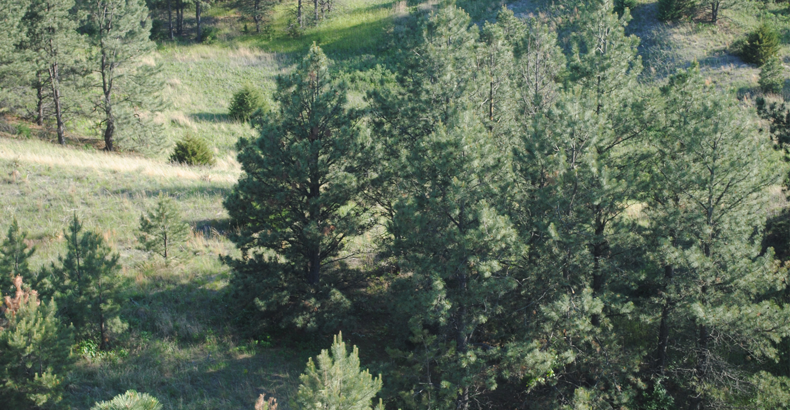 The Tree Planters State