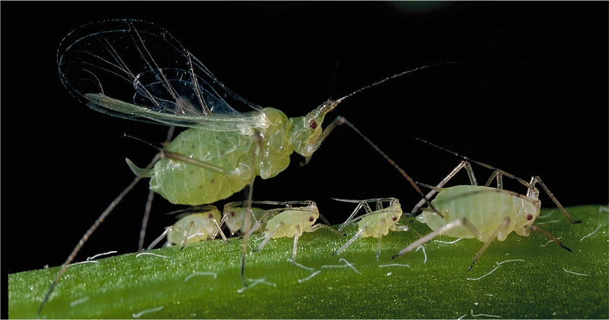 Aphid identification in desert-grown alfalfa | Farm Progress