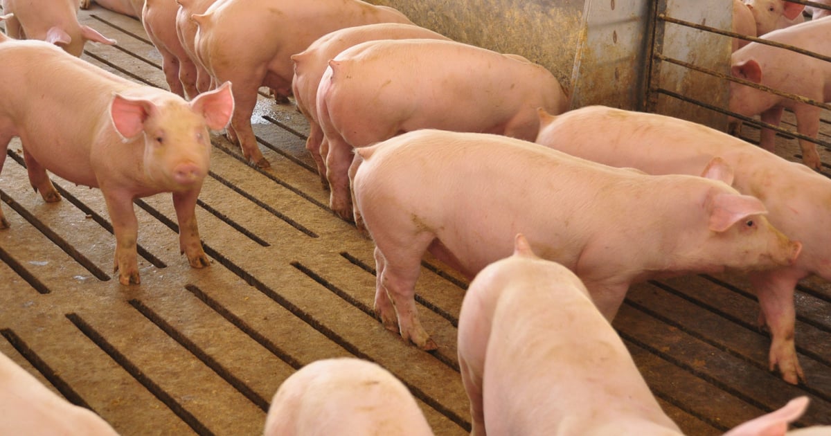 High-protein DDGS for pigs