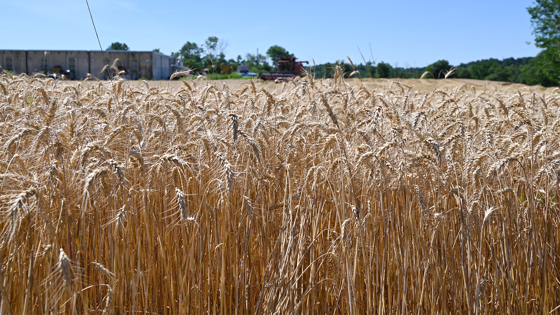 Report: Wheat acres bite the dust