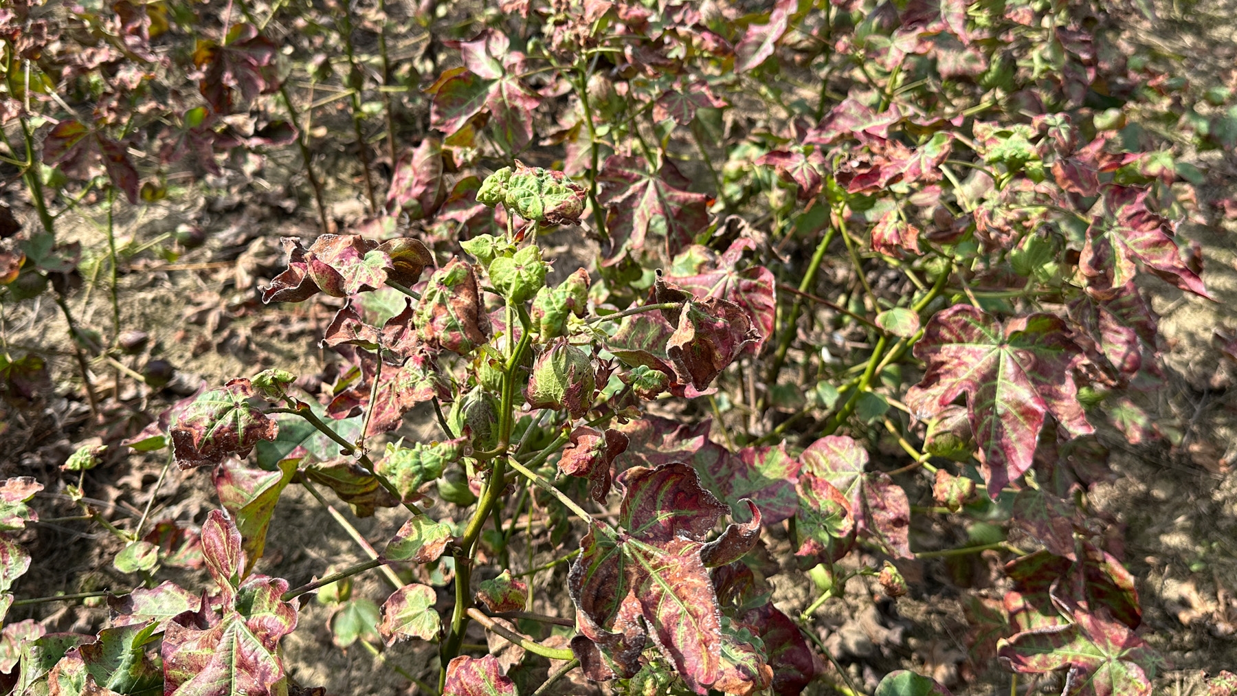 Texas braces for cotton jassid impact in 2026