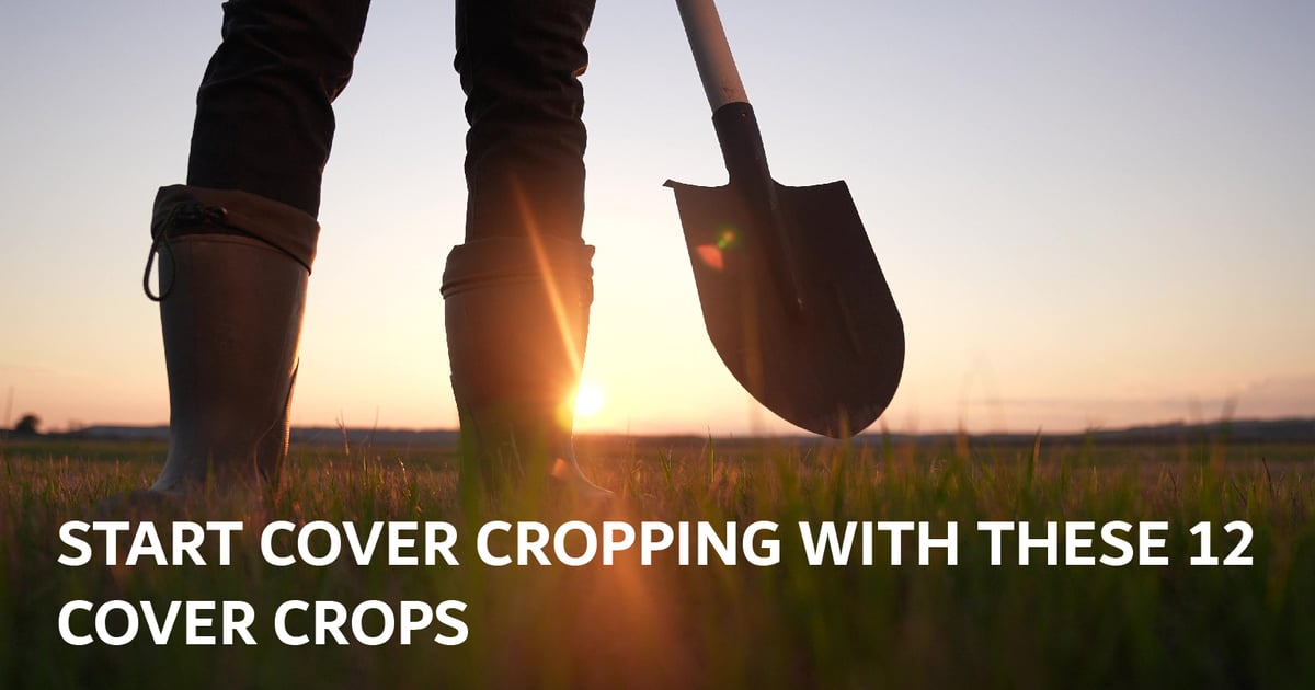Start cover cropping with these 12 cover crops | Farm Progress
