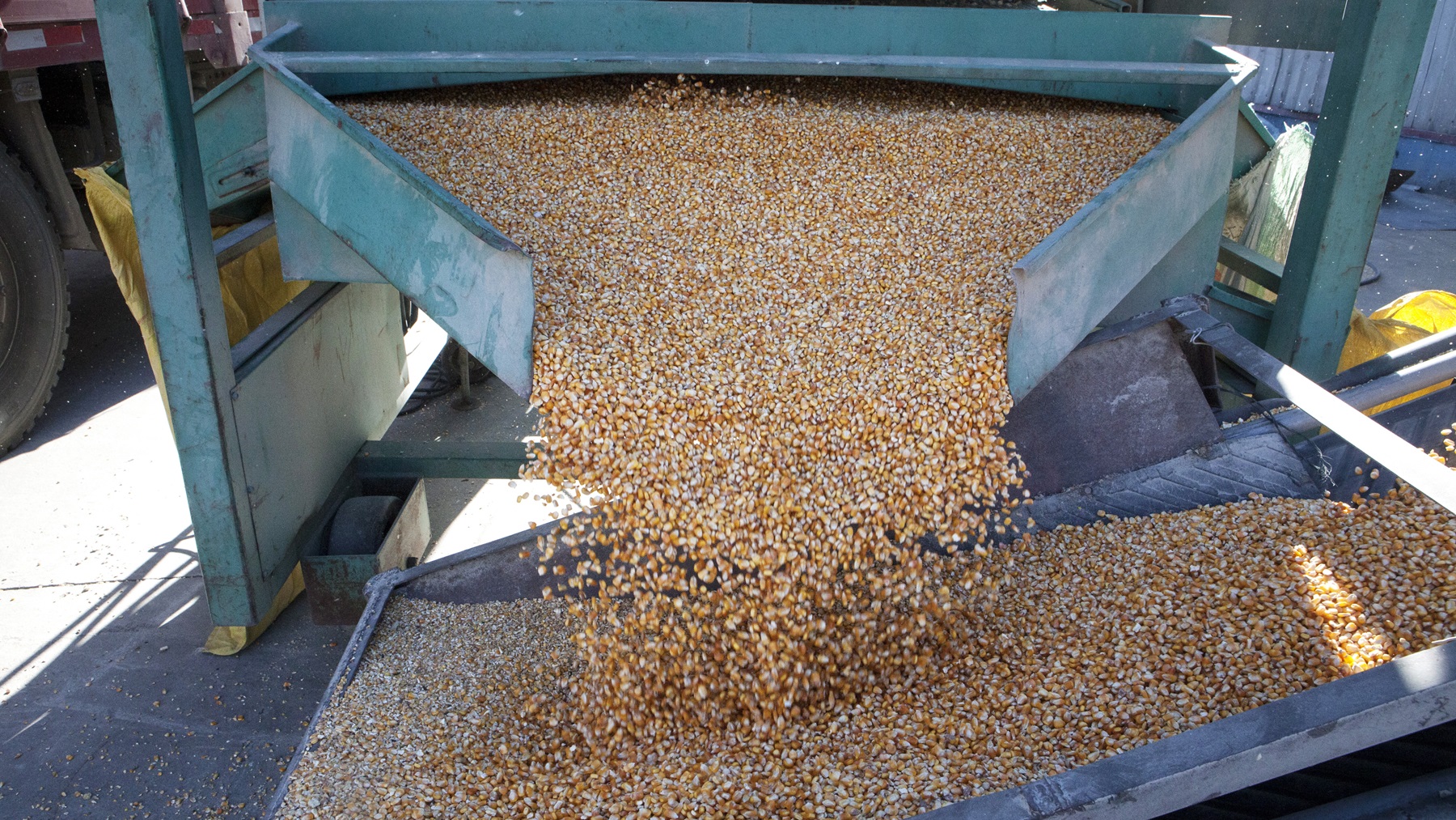 BASF unveils 19 new Xitavo soybean varieties for 2025