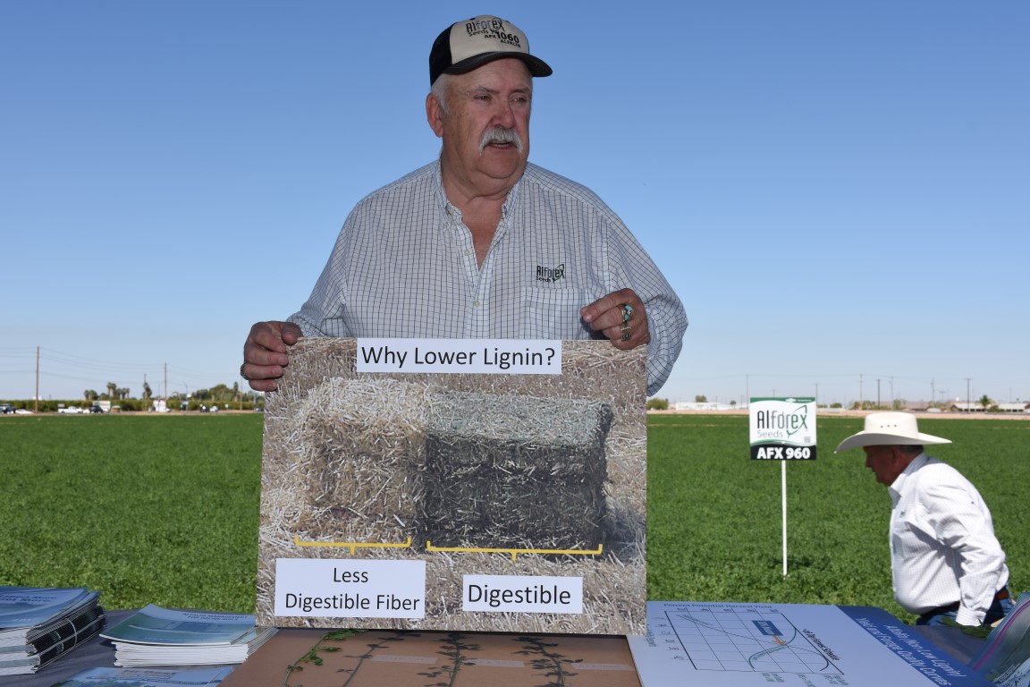Alforex Seeds’ low lignin alfalfa varieties available to growers