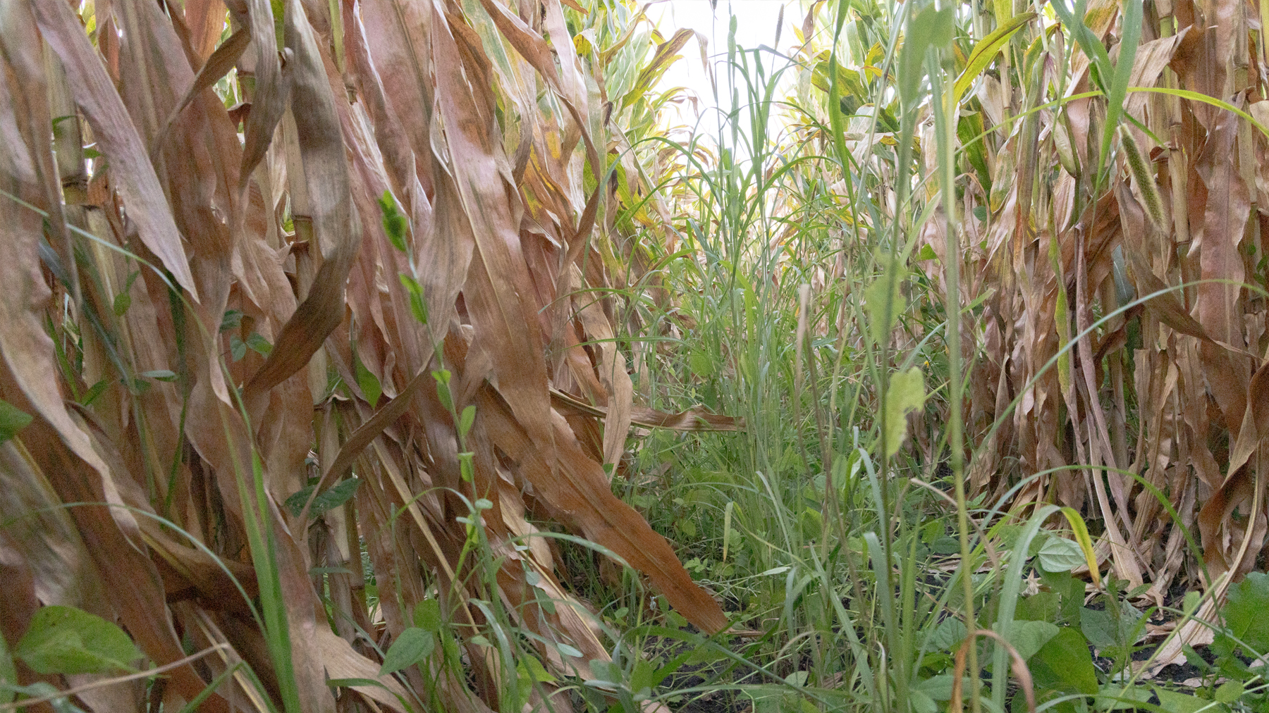 Wide-row corn spurs grazing opportunities