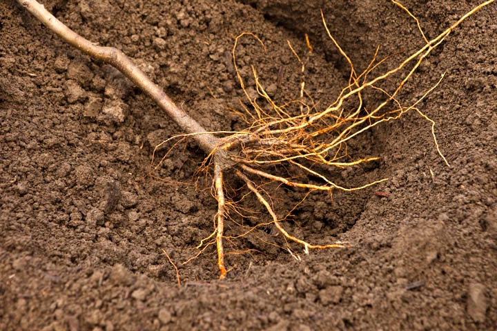 Rootstock decisions vital to replanted almond orchards | Farm Progress