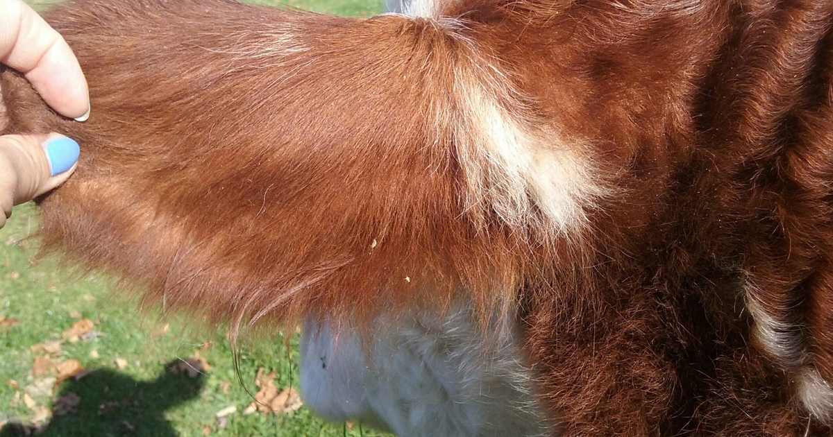 Use of hormone implants in beef cattle