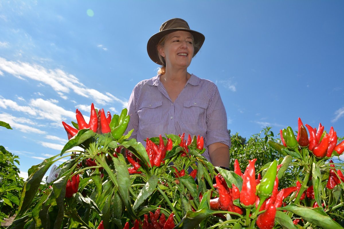Engineering, genetics, agronomy play role in mechanical chile harvest