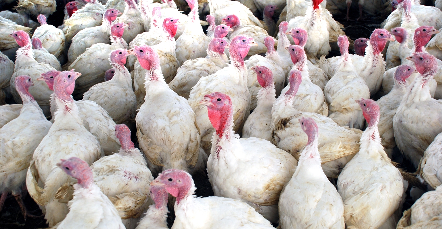 HPAI spreads: Turkey operation, 3 red fox kits test positive