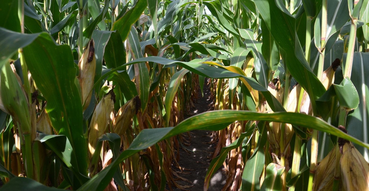 Keys to high corn yield may surprise you