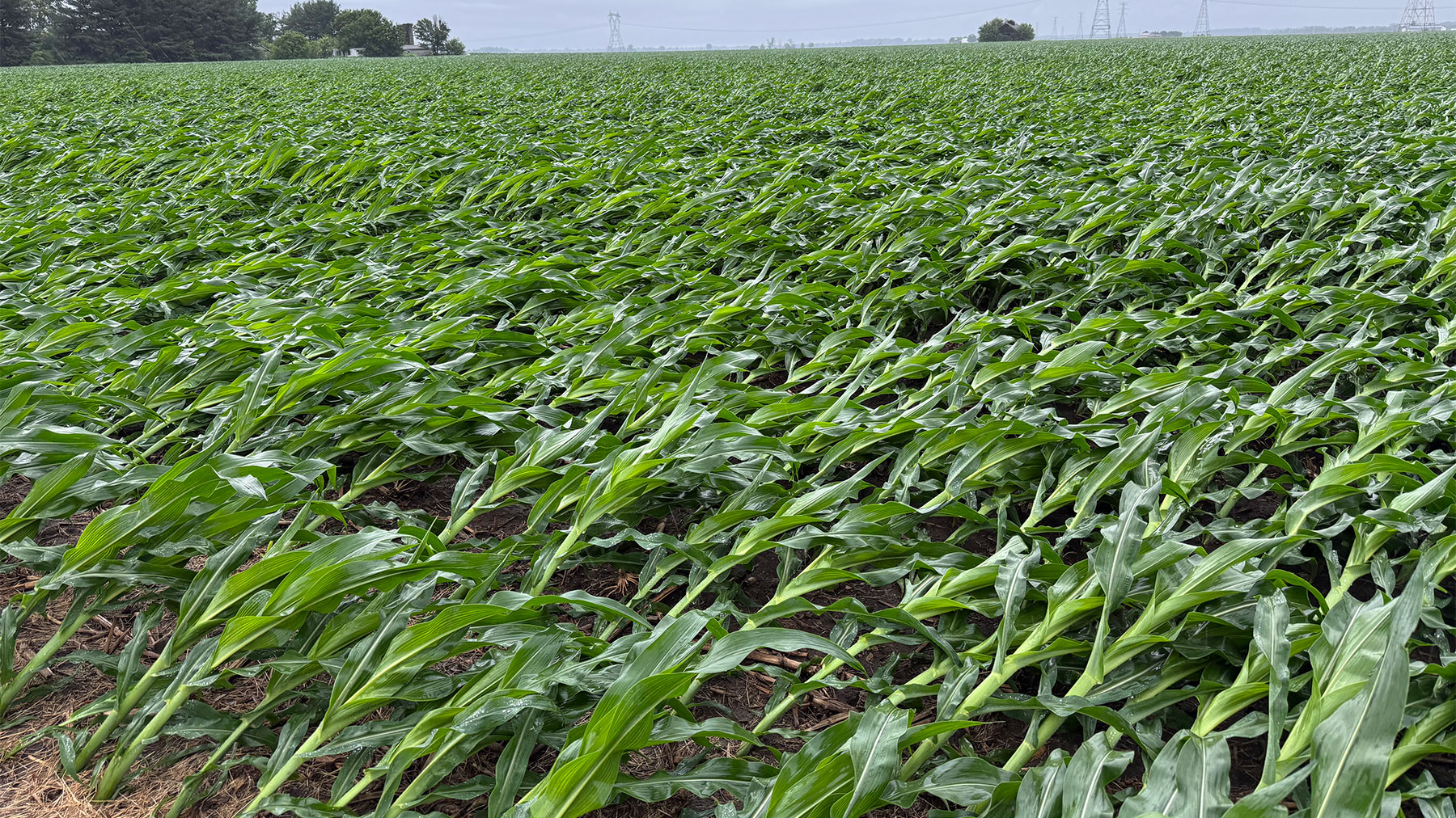 Corn lodging after storms: Assessing damage and recovery potential