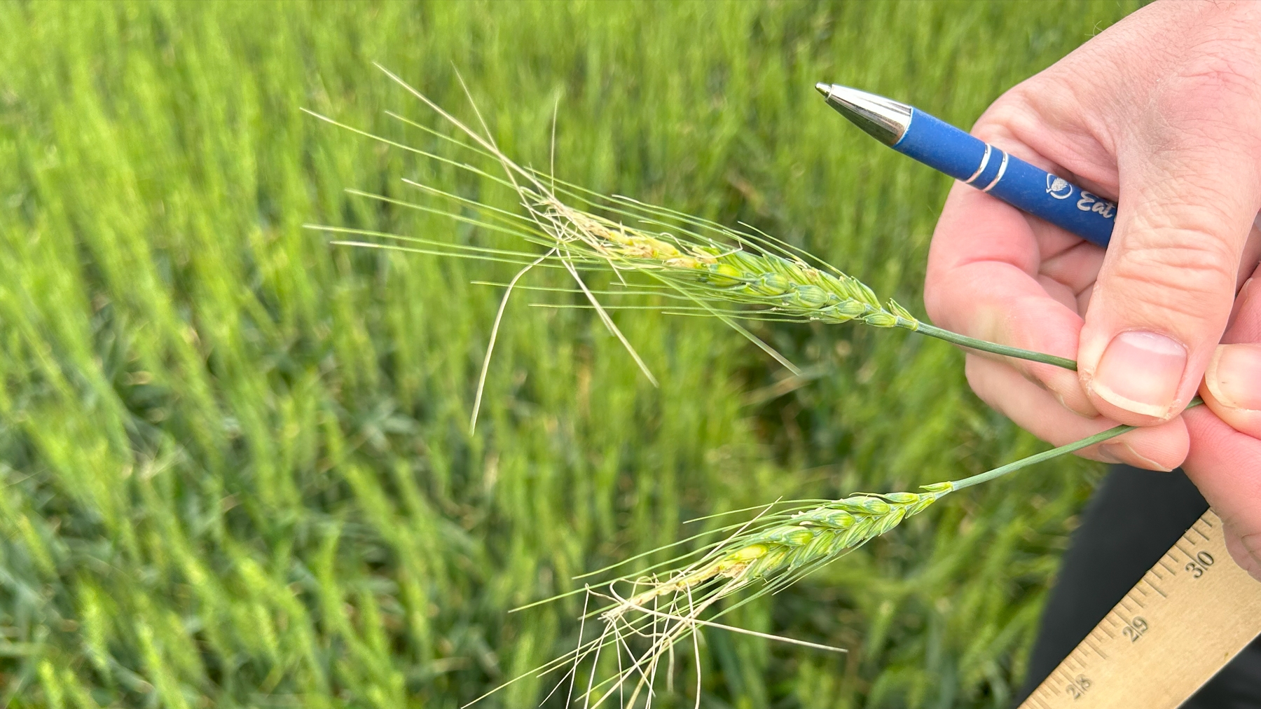 ‘Variability’ word of the day for #WheatTour23