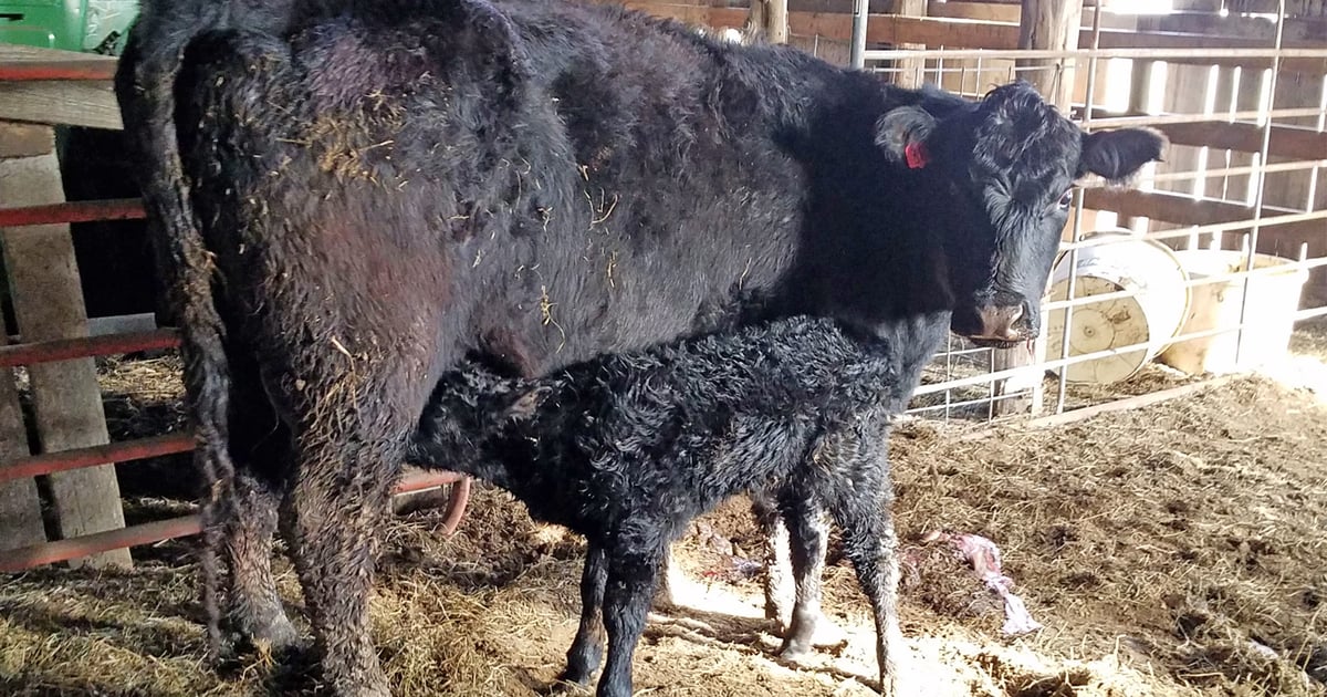 Calving season brings daily challenges to cow-calf sector