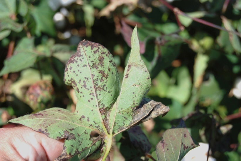 Sampling needed to assess disease distribution and frequency