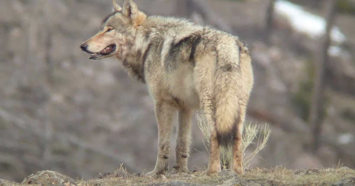 California counties declare emergency over wolf presence near homes