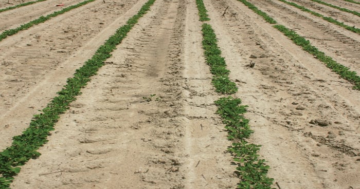 Large-seeded runners: Lime at planting, gypsum at bloom | Farm Progress