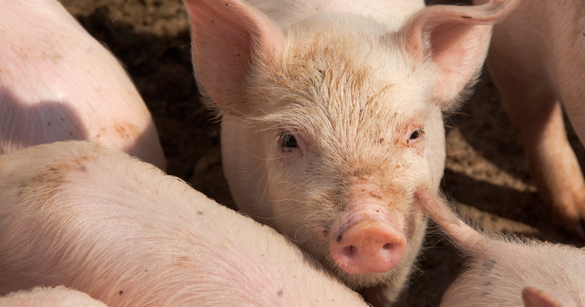 UW-Madison research uses pigs to solve people problems