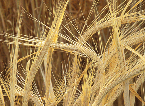 Five reasons to plant barley in the upper Southeast | Farm Progress