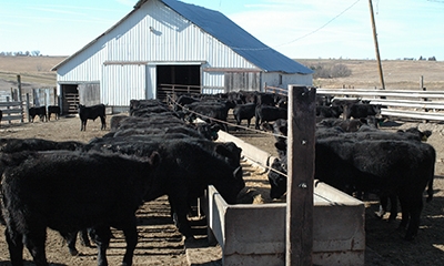 Focus on feed bunk management for cattle