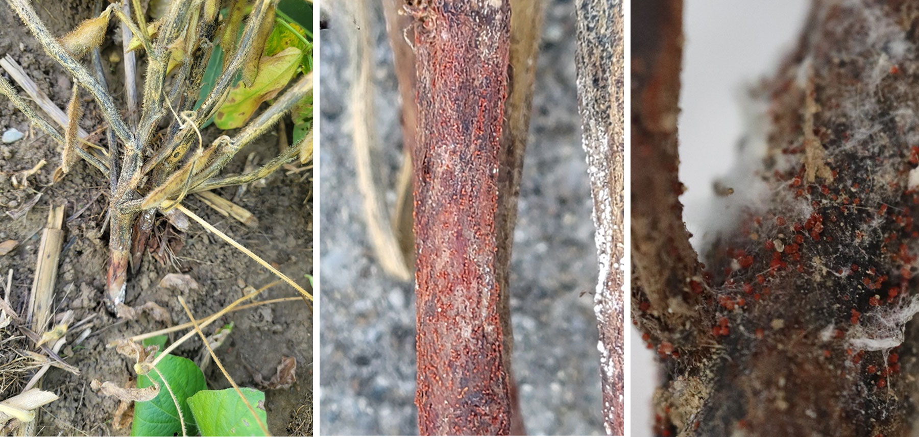 How to identify red crown rot in soybeans
