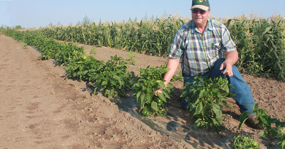 Small farm goes high-tech with subsurface irrigation