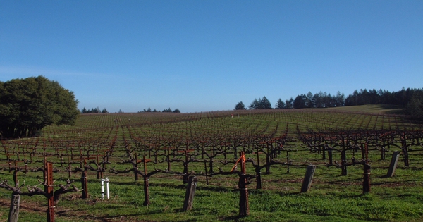 Understanding a grapevine’s response to drought 272766 | Farm Progress