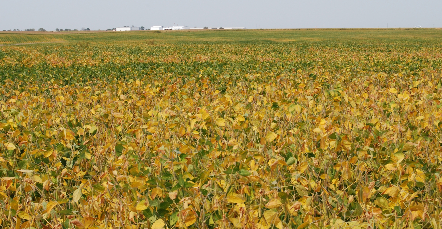 What to look for in choosing soybean varieties