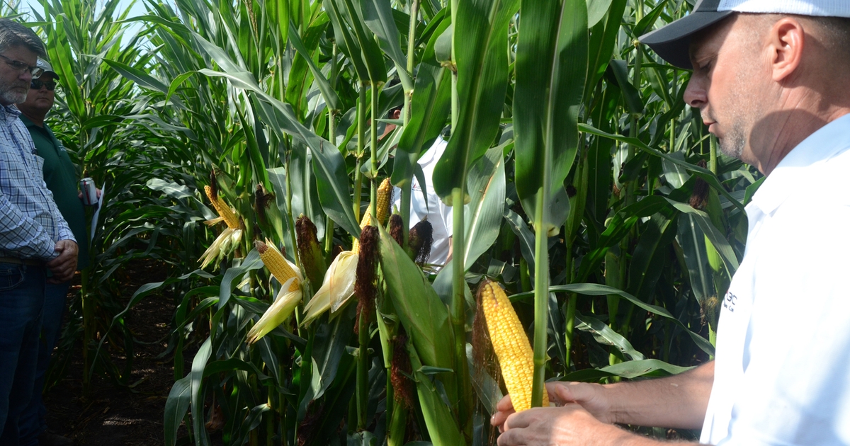 How much do singulation, spacing errors cost?