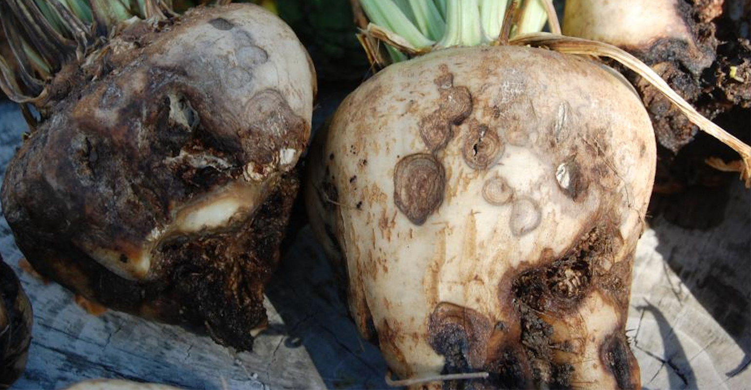 Dry rot canker a rare, but reappearing sugarbeet disease