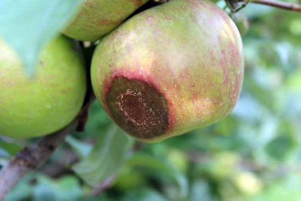 Kentucky researchers look to better manage apple disease