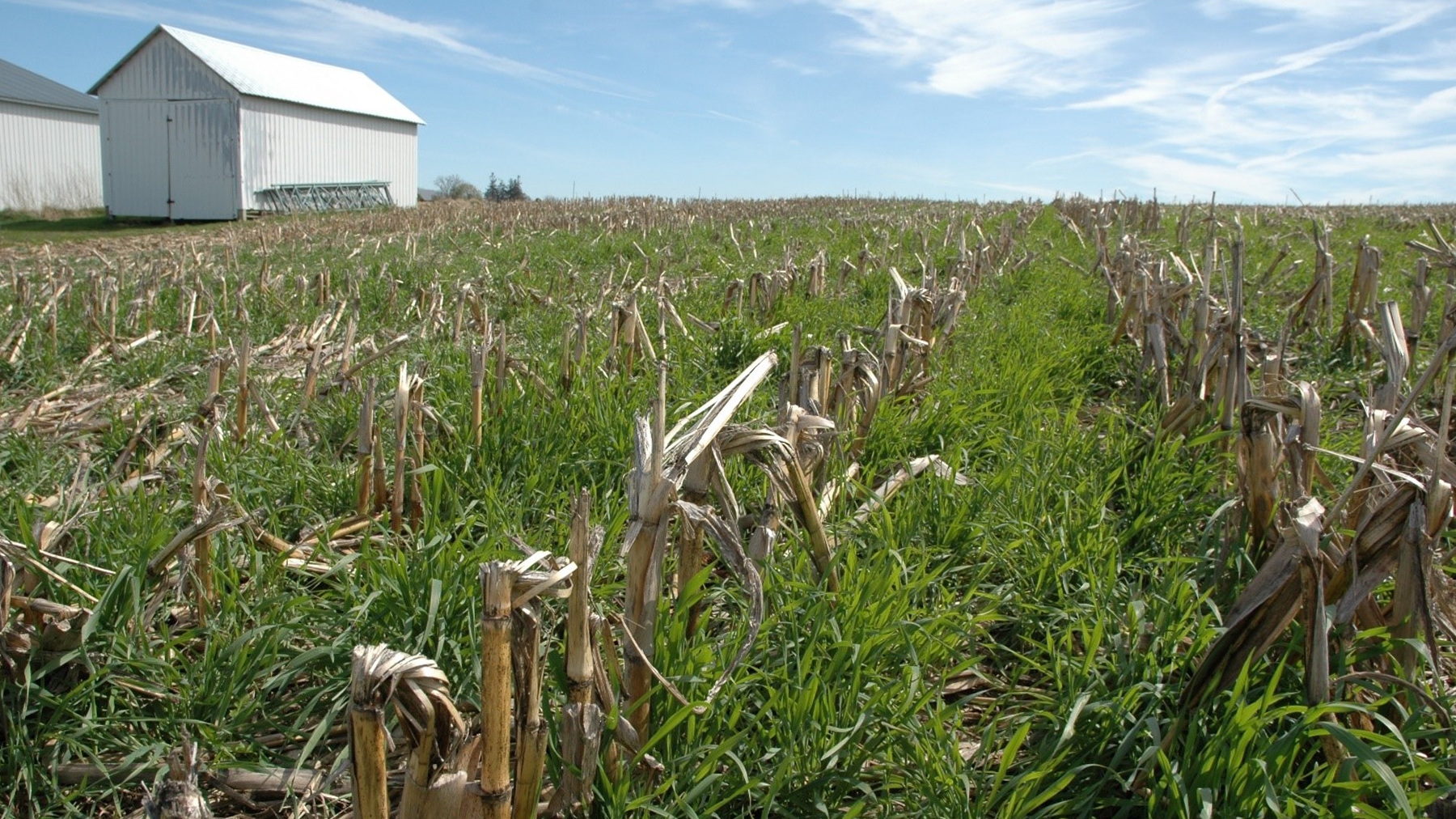 Fill grazing gap with cover crops