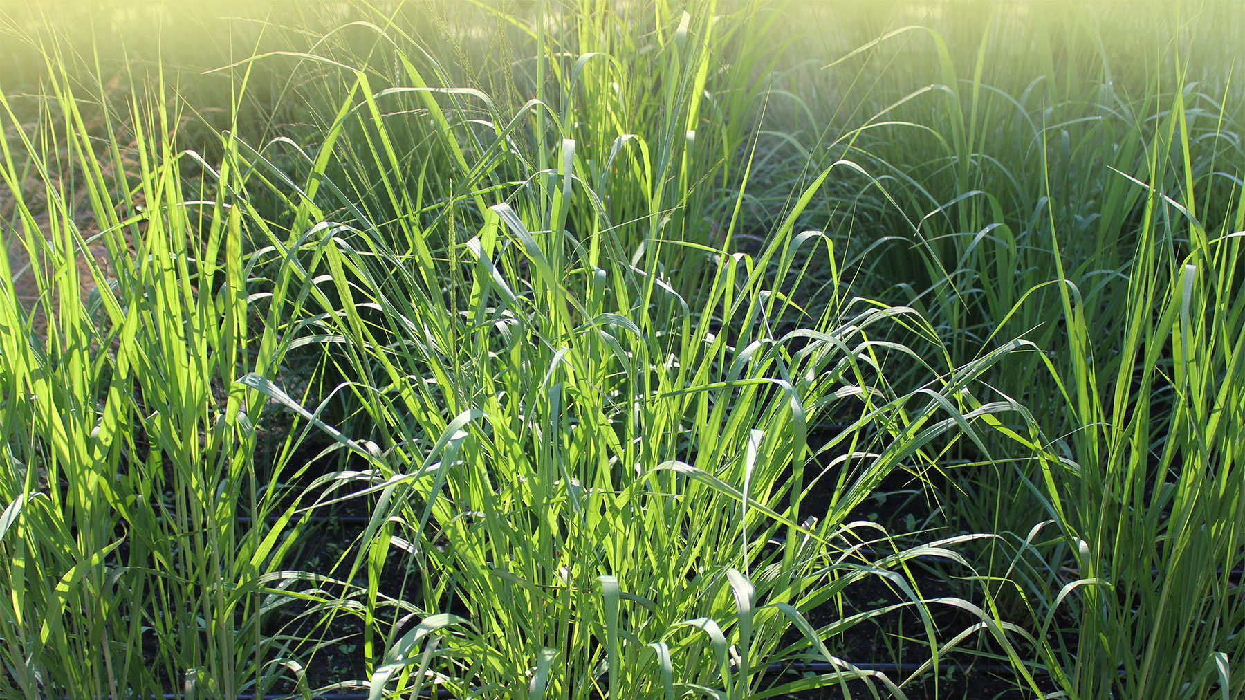 Is switchgrass a good option for biofuel production?