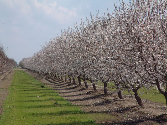 Early-season performance of younger trees a plus for almond grower