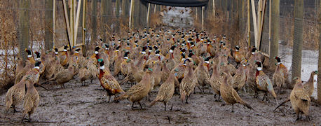 Pheasant Farming