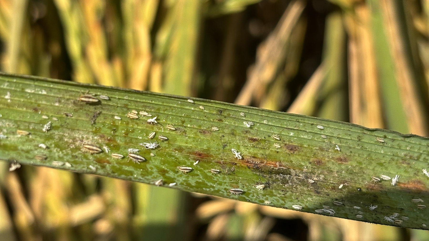 Midsouth farmers battle rice delphacid