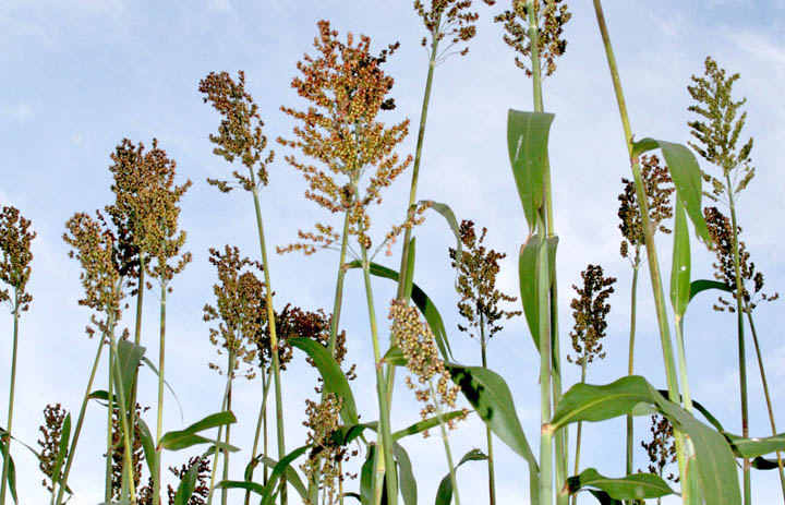 Sweet Sorghum