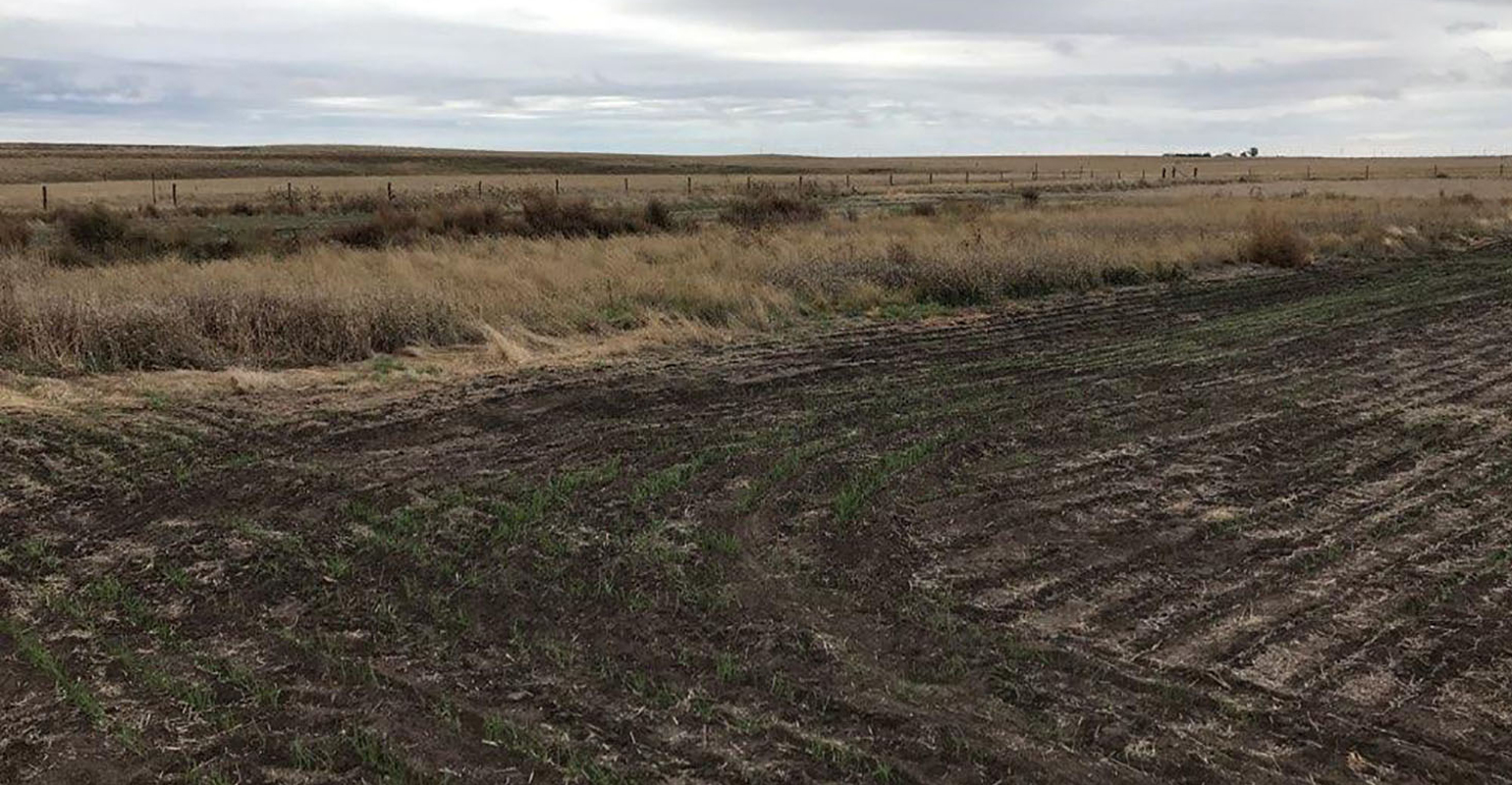 How does no-till compare to native prairie?