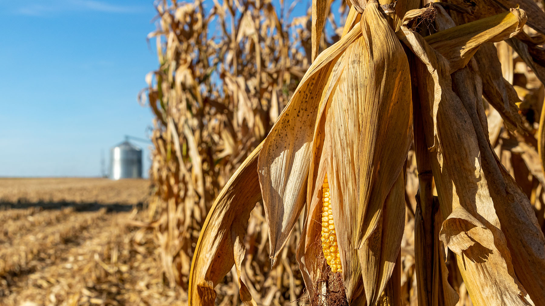 Crop progress: Corn harvest surprisingly slow?