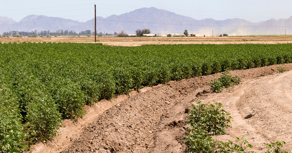 Agriculture flourishes in desert | Farm Progress