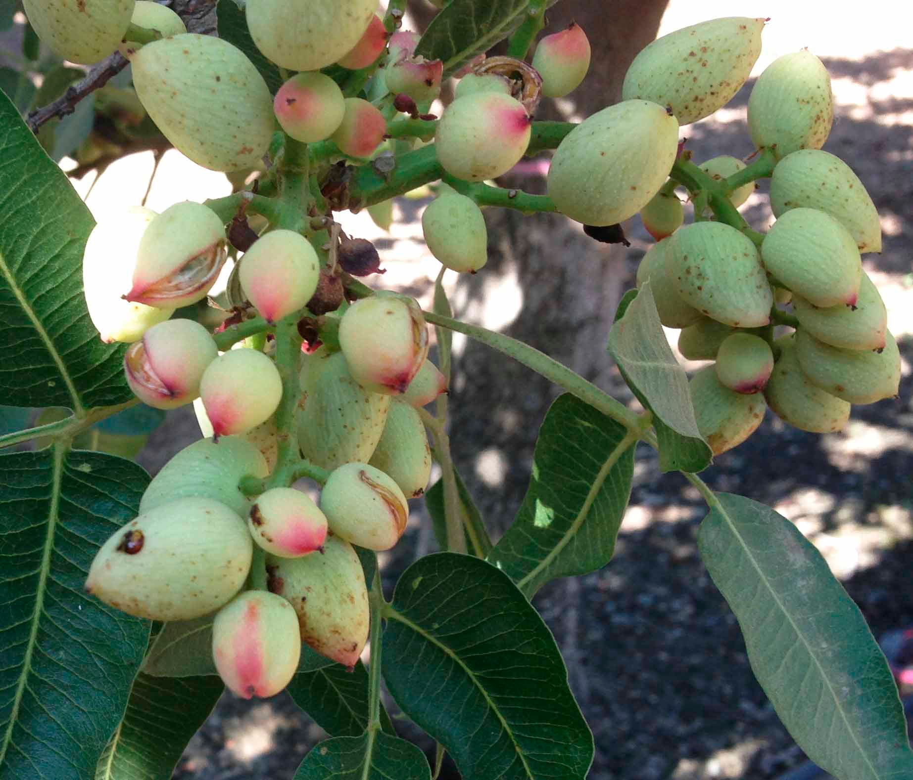 Plan to Spray Early for Hull Split in Pistachios to Manage NOW