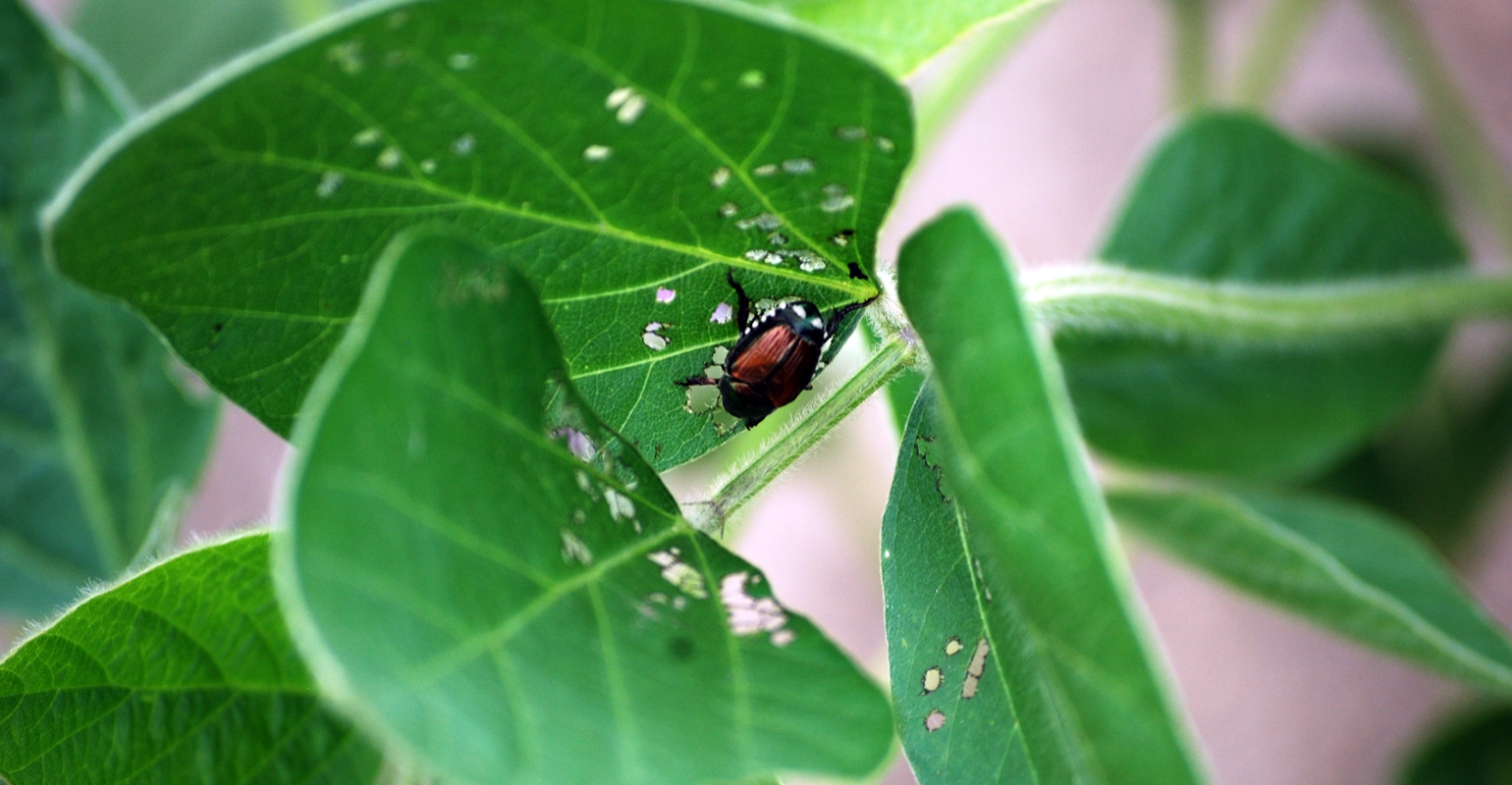 Will late spring mean fewer insects?