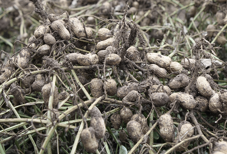 The peanut that changed the game turns 50