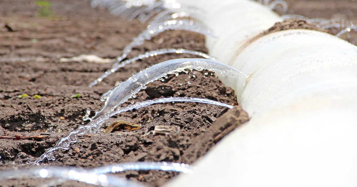 Timing and tools for irrigating cotton acres in the Delta