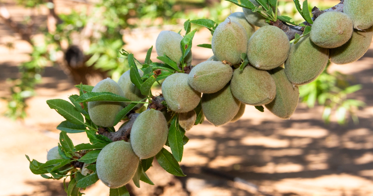 Larger 2024 U.S. almond crop expected