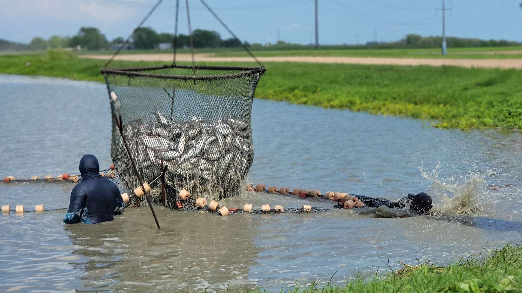 Texas aquaculture thrives despite USDA report, expert says