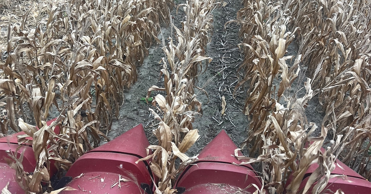 Corn dreams fell short